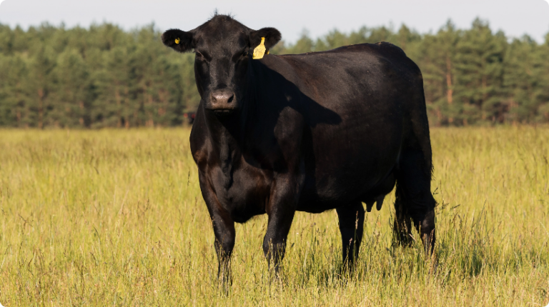 Home - Forward Group